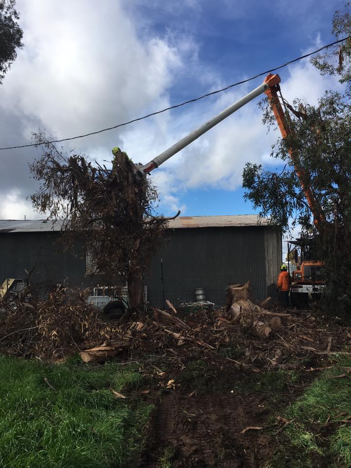 Tree Care Fresno CA | Fresno Tree Service Gallery | Travis Tree Service