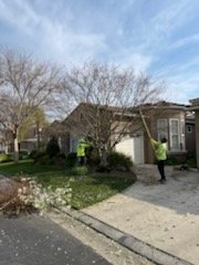 Tree Service Fresno | Fresno Tree Service | Travis Tree Service
