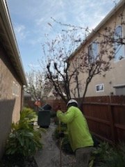 Tree Service Fresno | Fresno Tree Service | Travis Tree Service