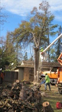 Tree Service Fresno | Fresno Tree Service | Travis Tree Service