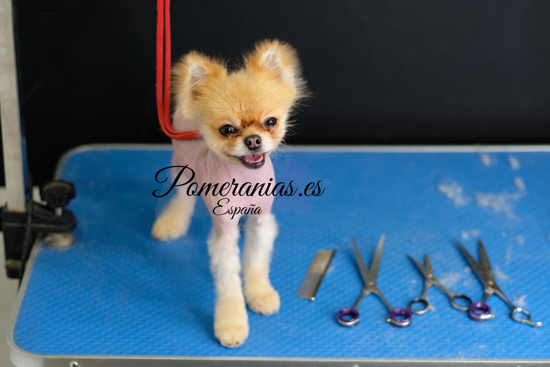 pomerania con alopecia x con piel negra