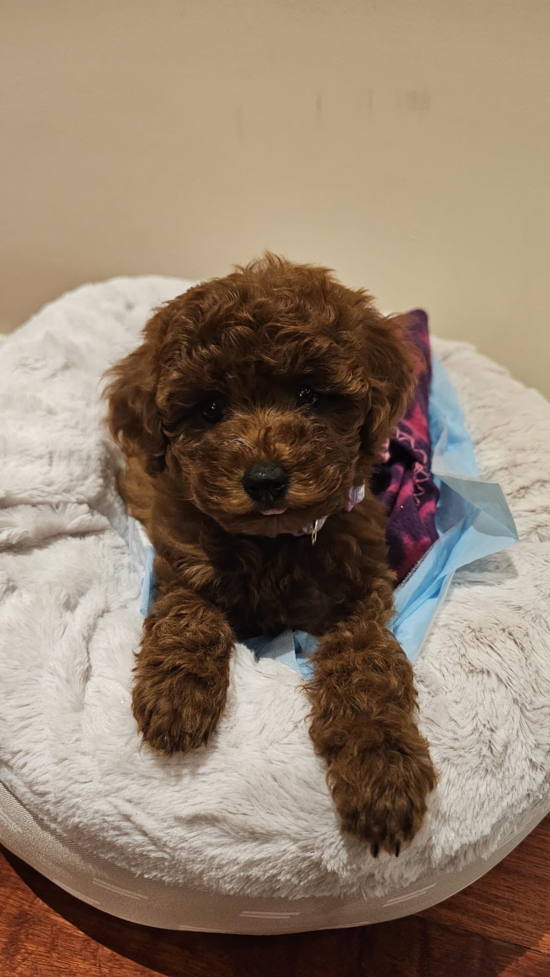 Beauty Mini Poodles | Lovingly Raised, Beautifully Bred
