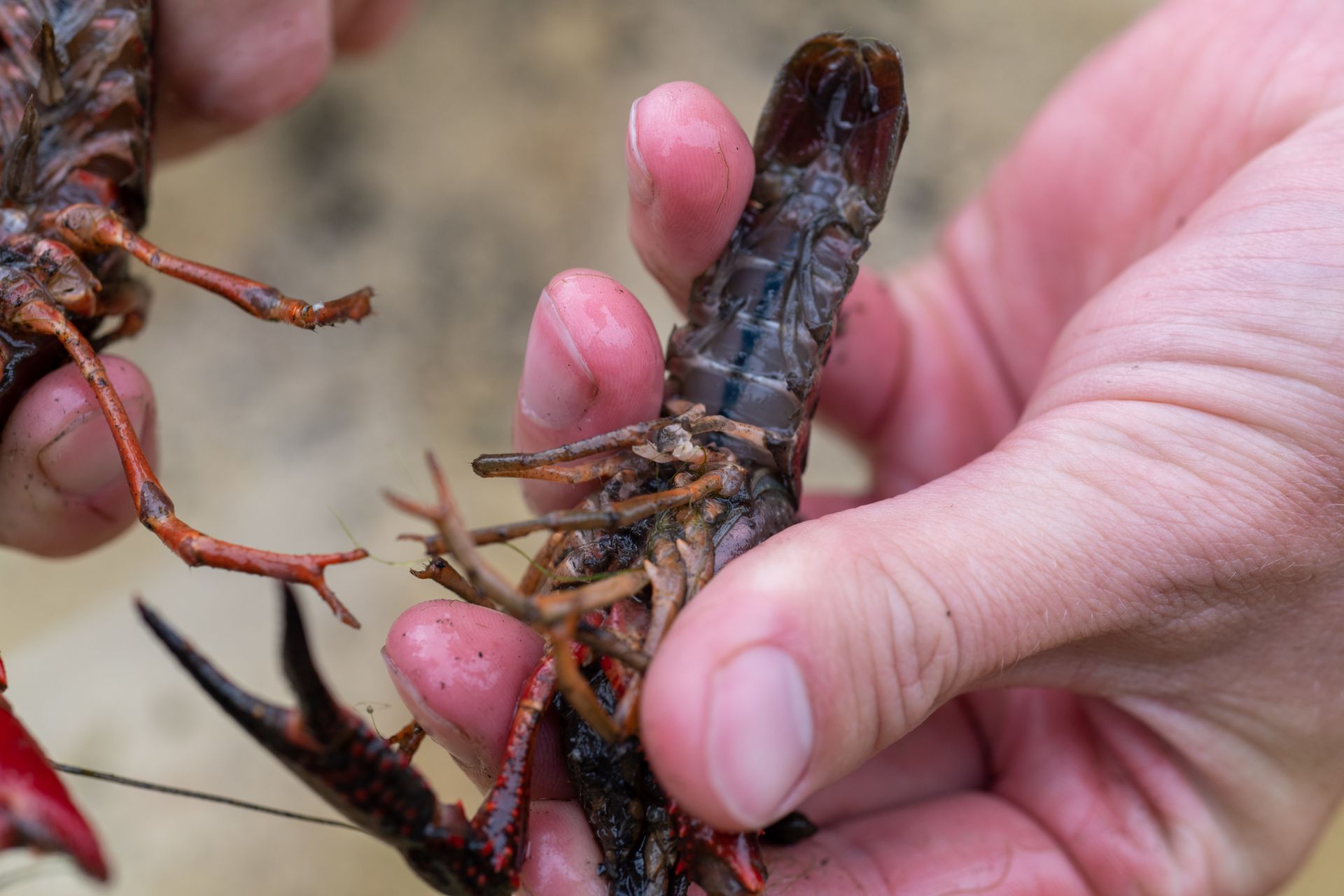 Claws of Concern: The Invasion of Red Swamp Crayfish