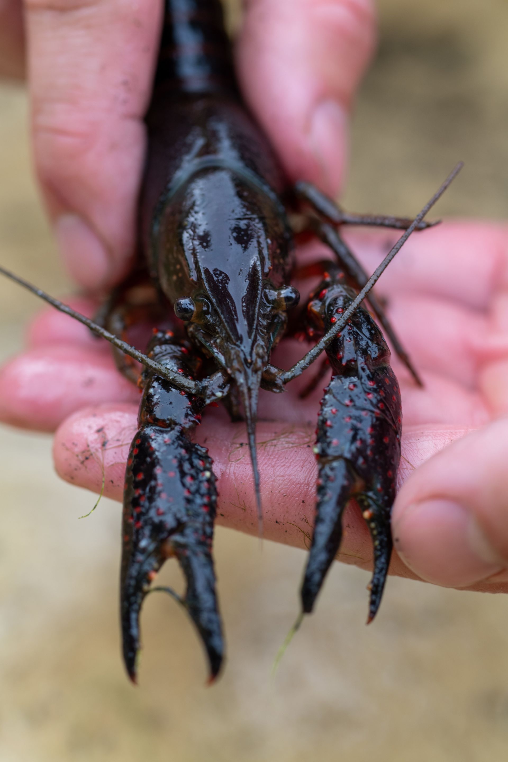 Claws of Concern: The Invasion of Red Swamp Crayfish