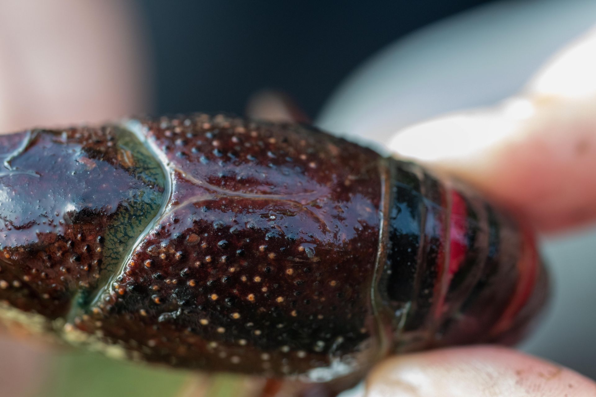 Claws of Concern: The Invasion of Red Swamp Crayfish