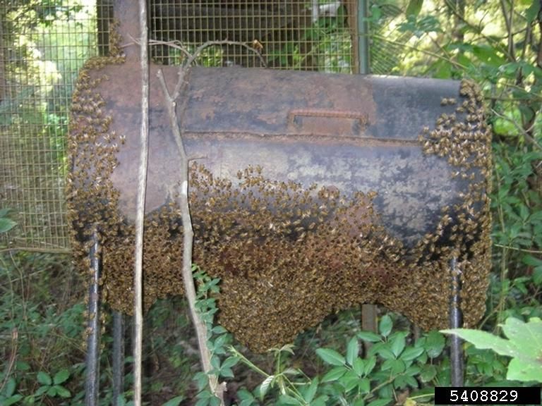 Buzz in the City: Urban Beekeeping
