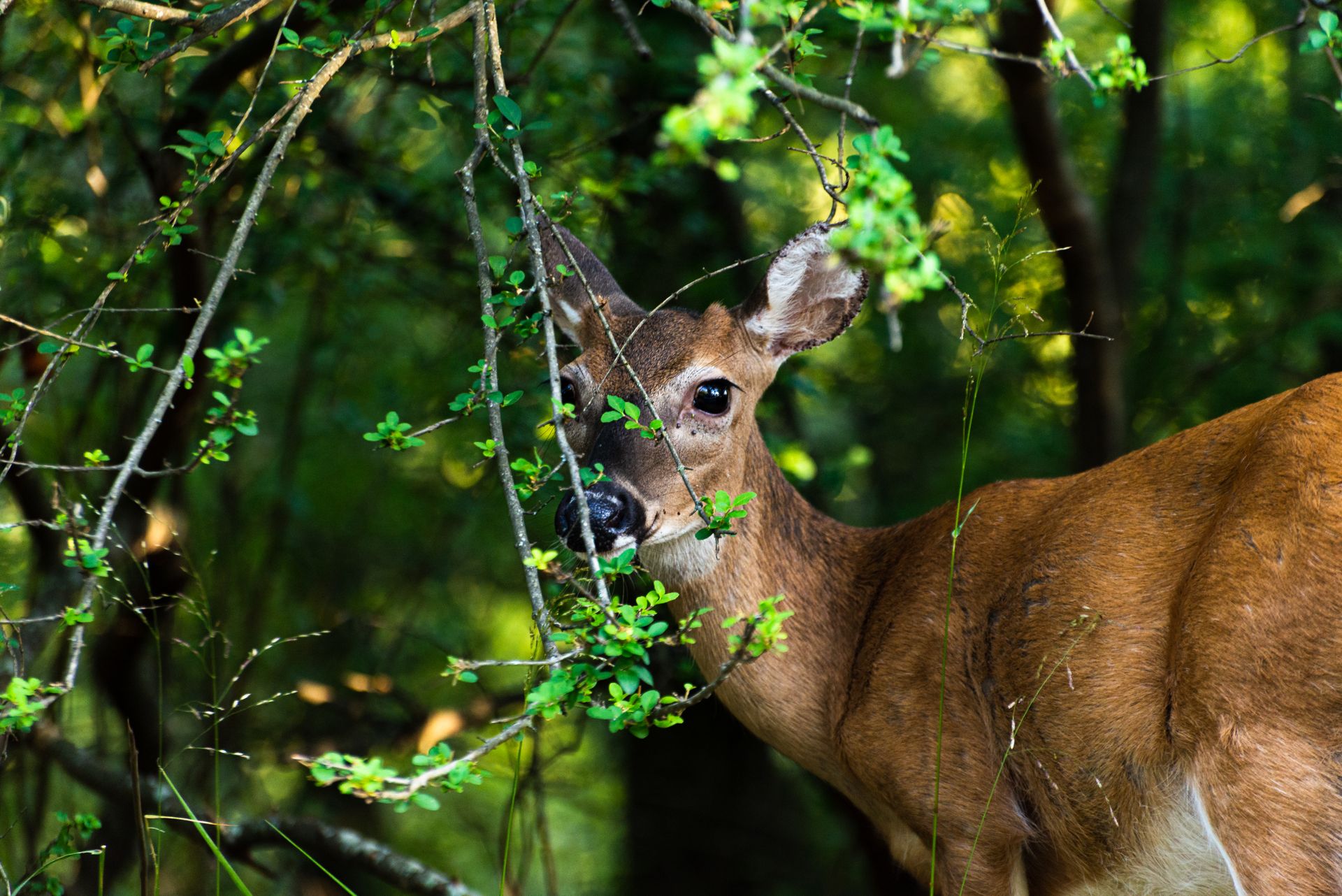 Mast-Producing Trees 101