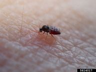 Epizootic Hemorrhagic Disease (EHD) in Michigan