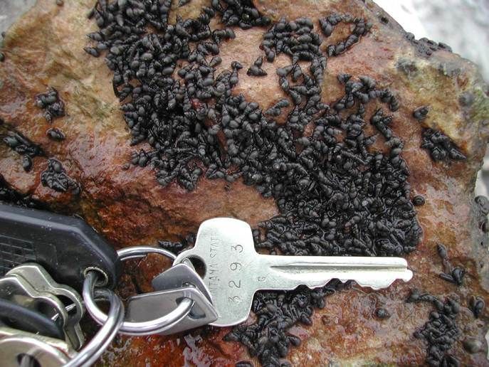 (Invasive) Species Spotlight: New Zealand Mud Snail