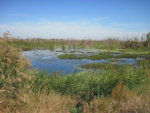 Wetland Community Types in Michigan