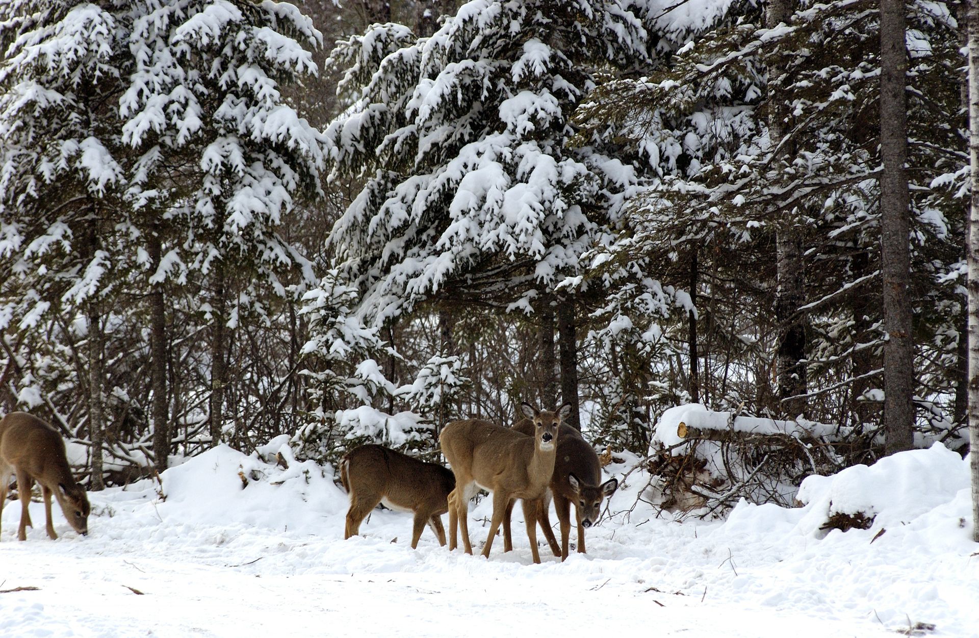 White-tailed Deer: How do they Survive Michigan Winters?