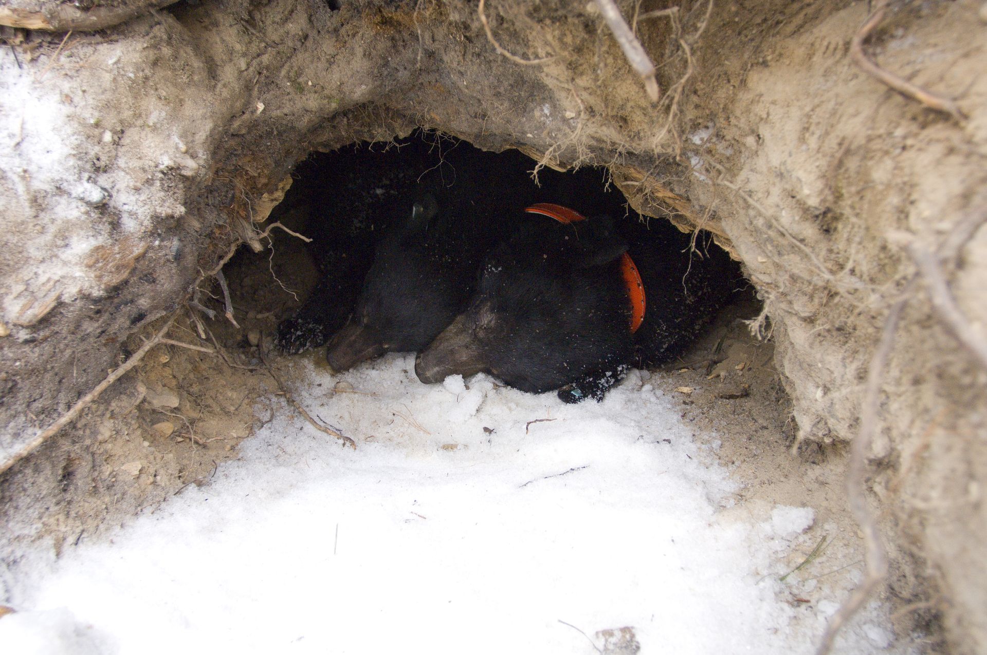 Spring Awakening: Michigan Black Bears