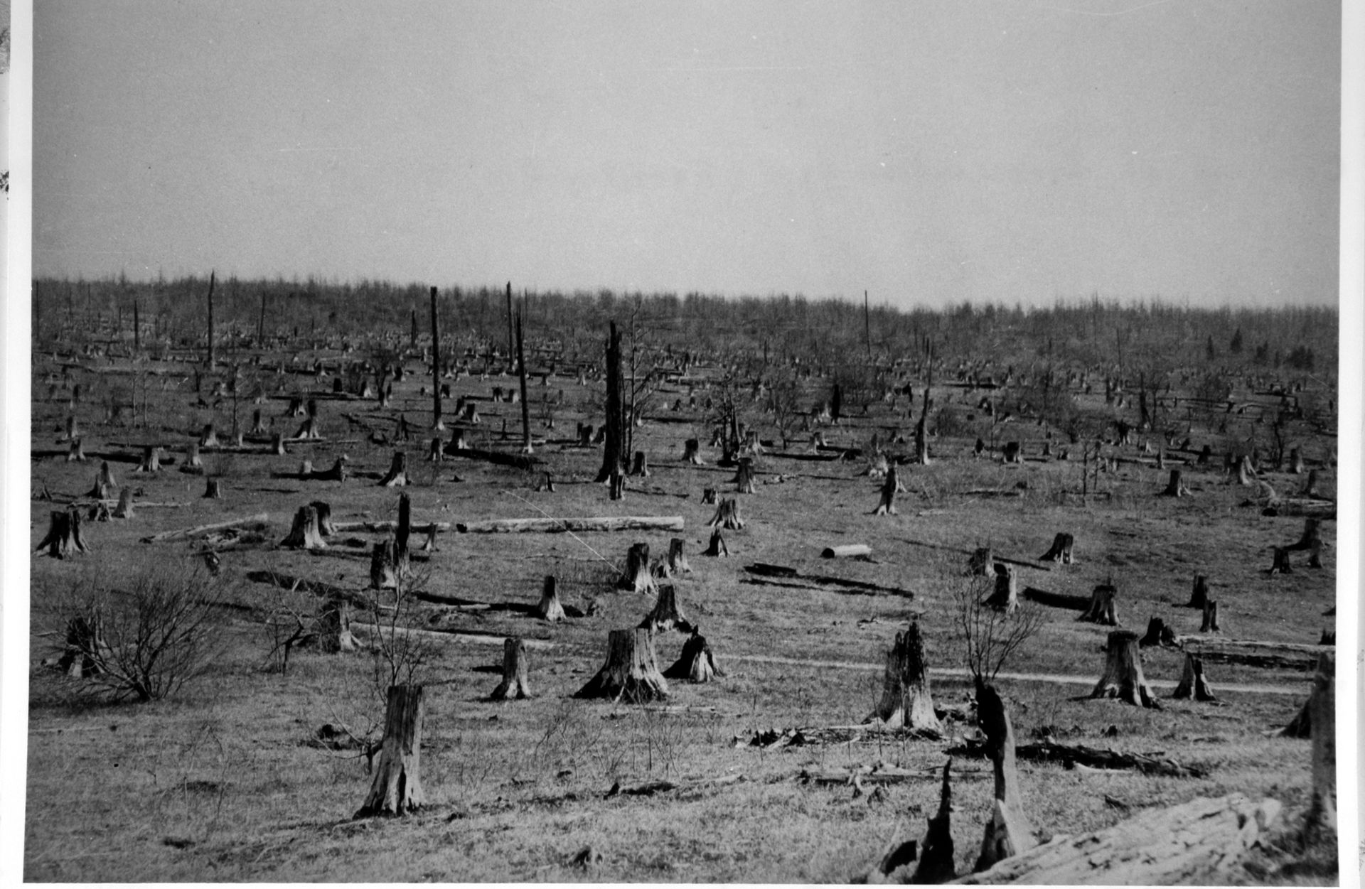 The Legacy of Michigan Logging