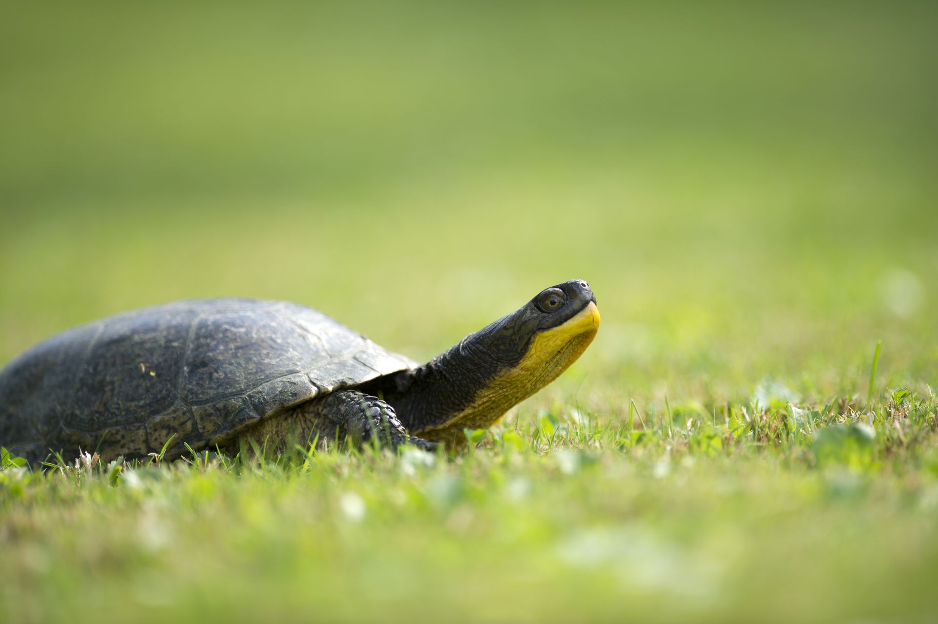 Vernal Pools: Learn More About These Important Wetlands