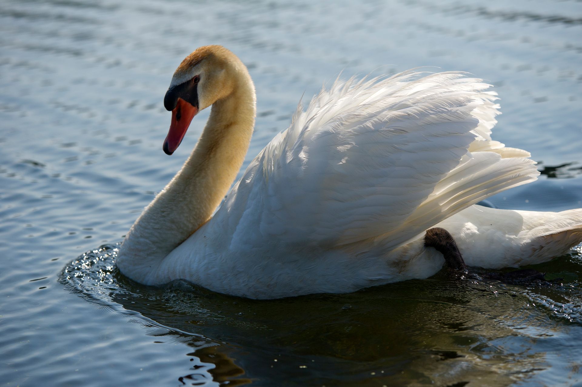 The Not So Silent Invasive Mute Swan