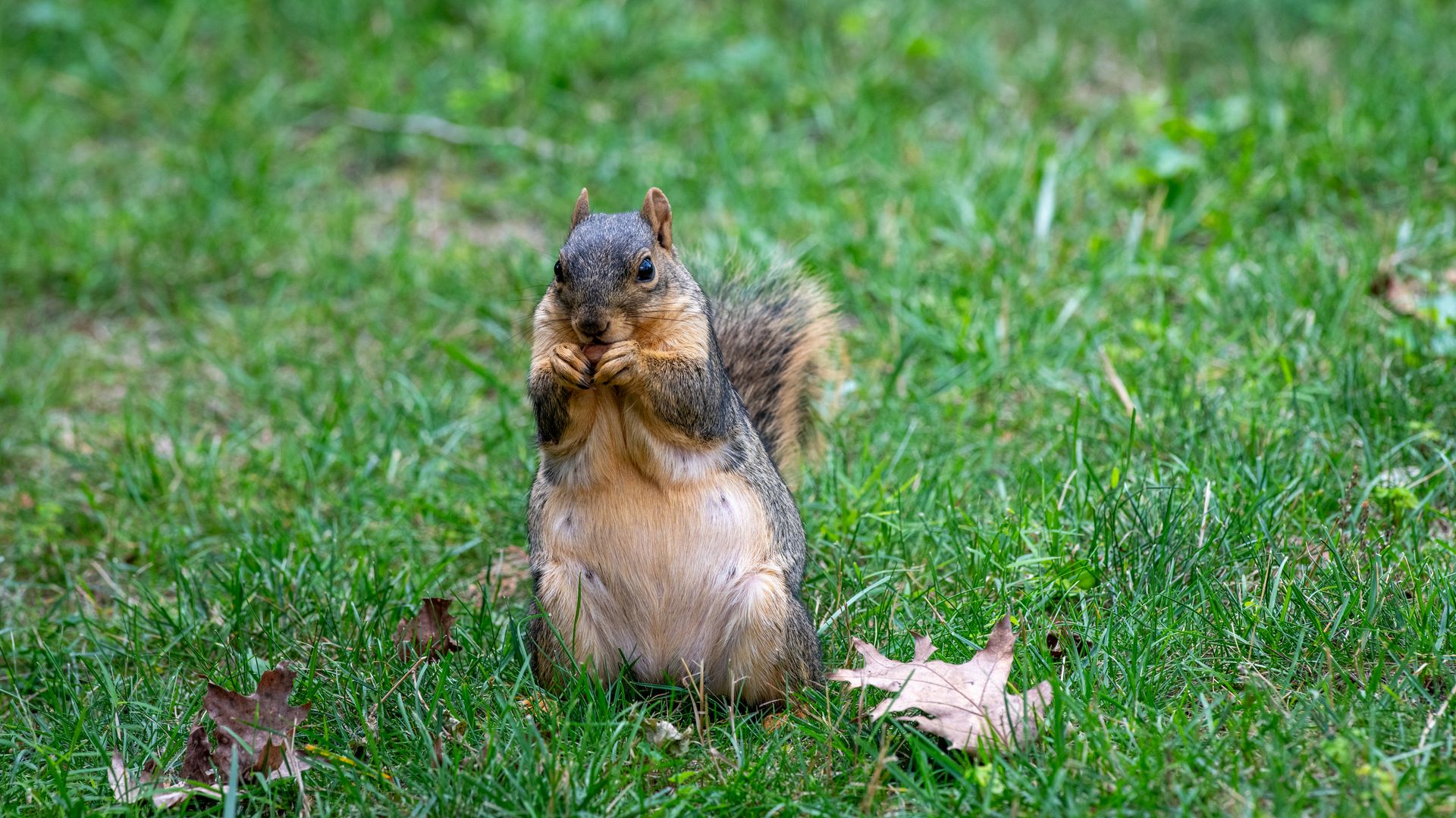 Small Game Spotlight: Michigan Squirrels