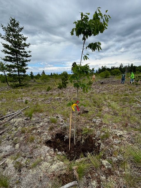 On the Ground: Volunteers Plant Trees for Wildlife at the Newberry ...