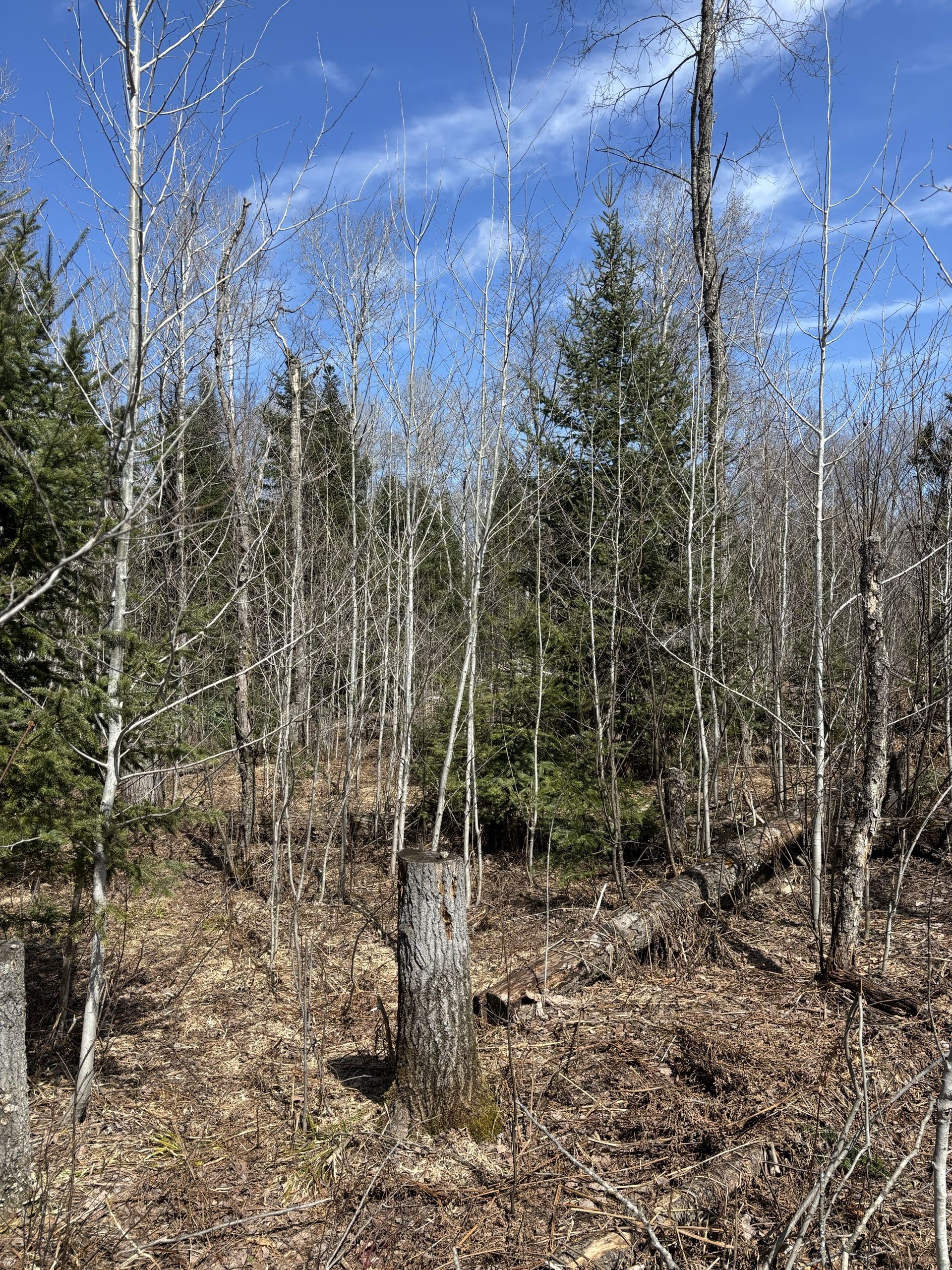 On the Ground: Brush Piles & Edge Feathering in the Traverse City ...