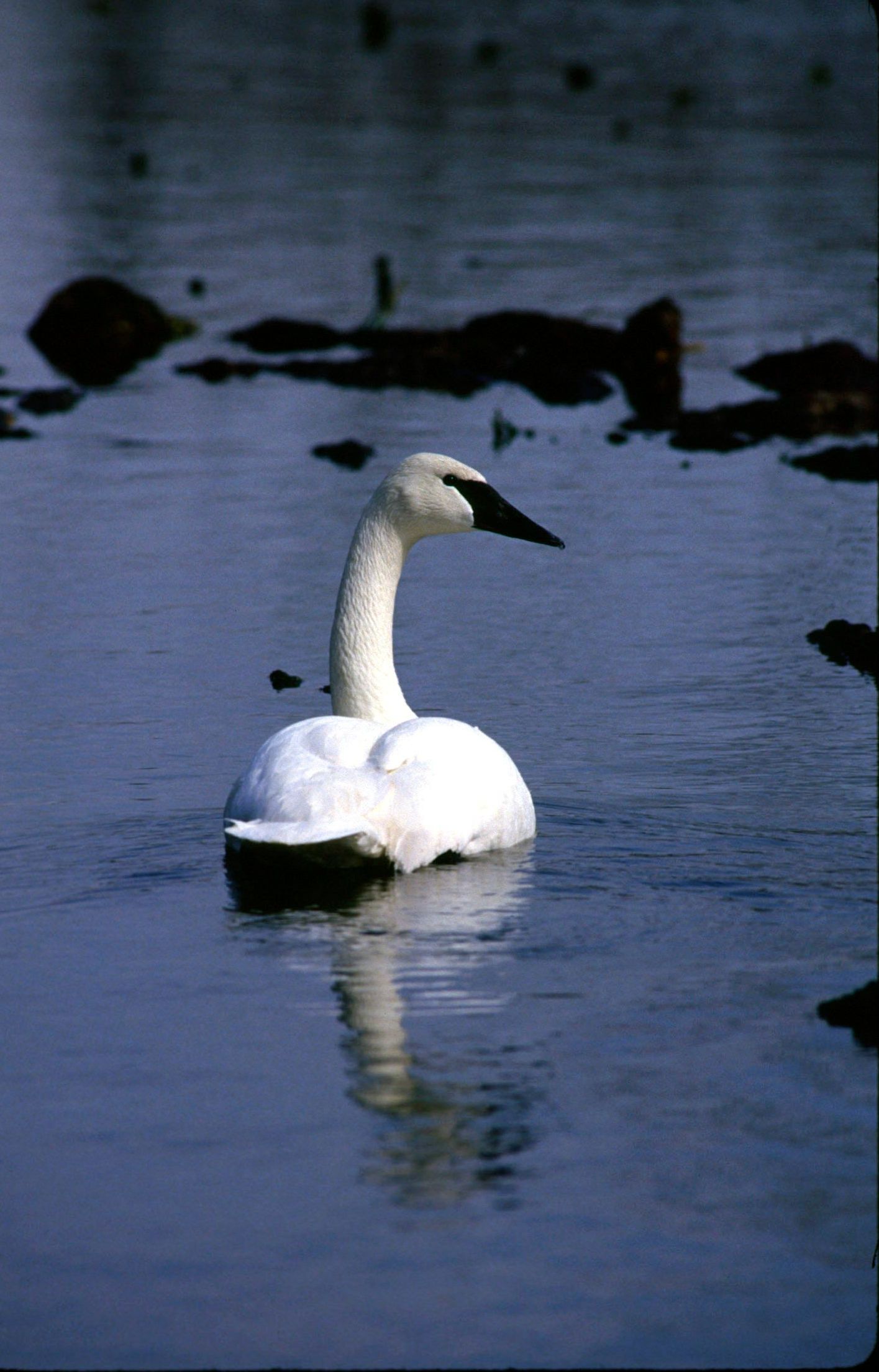 The Not So Silent Invasive Mute Swan