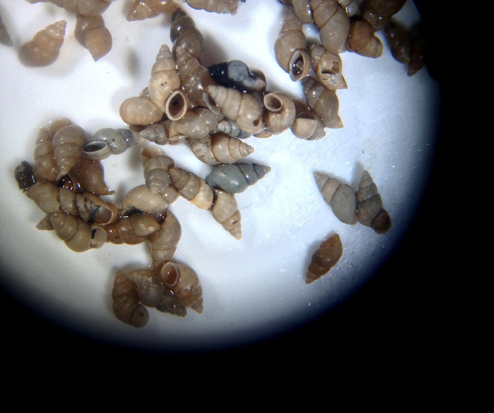 (Invasive) Species Spotlight: New Zealand Mud Snail