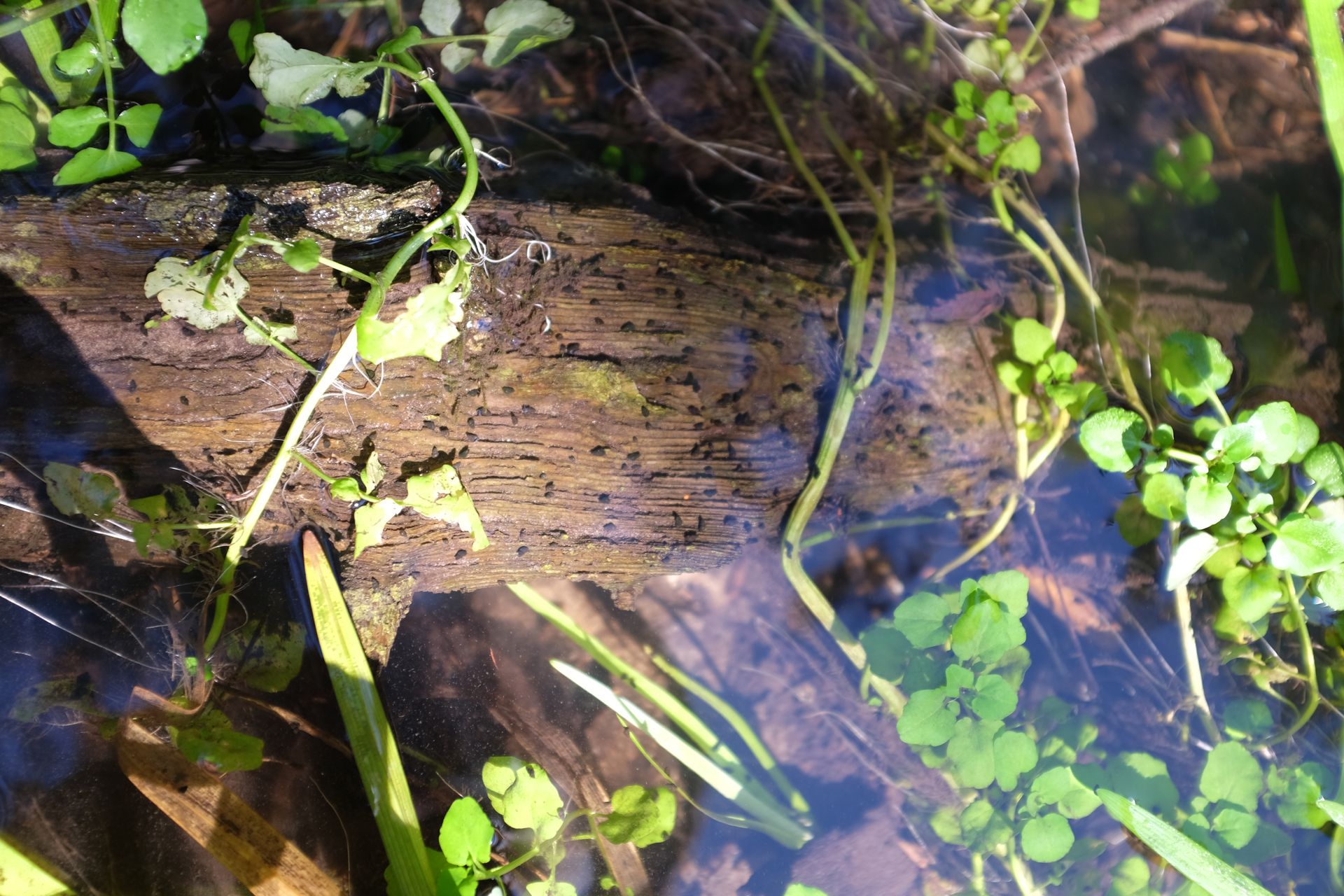 (Invasive) Species Spotlight: New Zealand Mud Snail