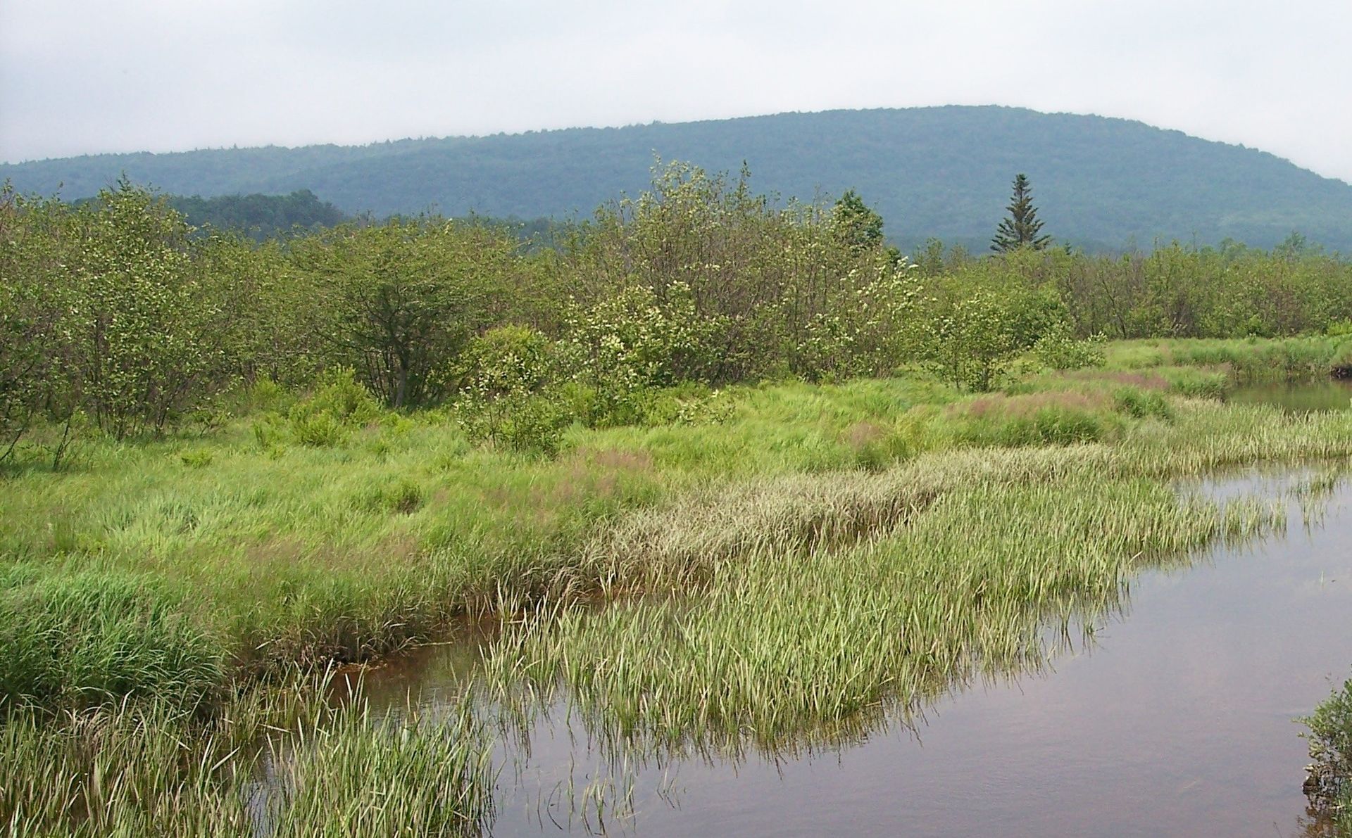 Wetland Community Types in Michigan