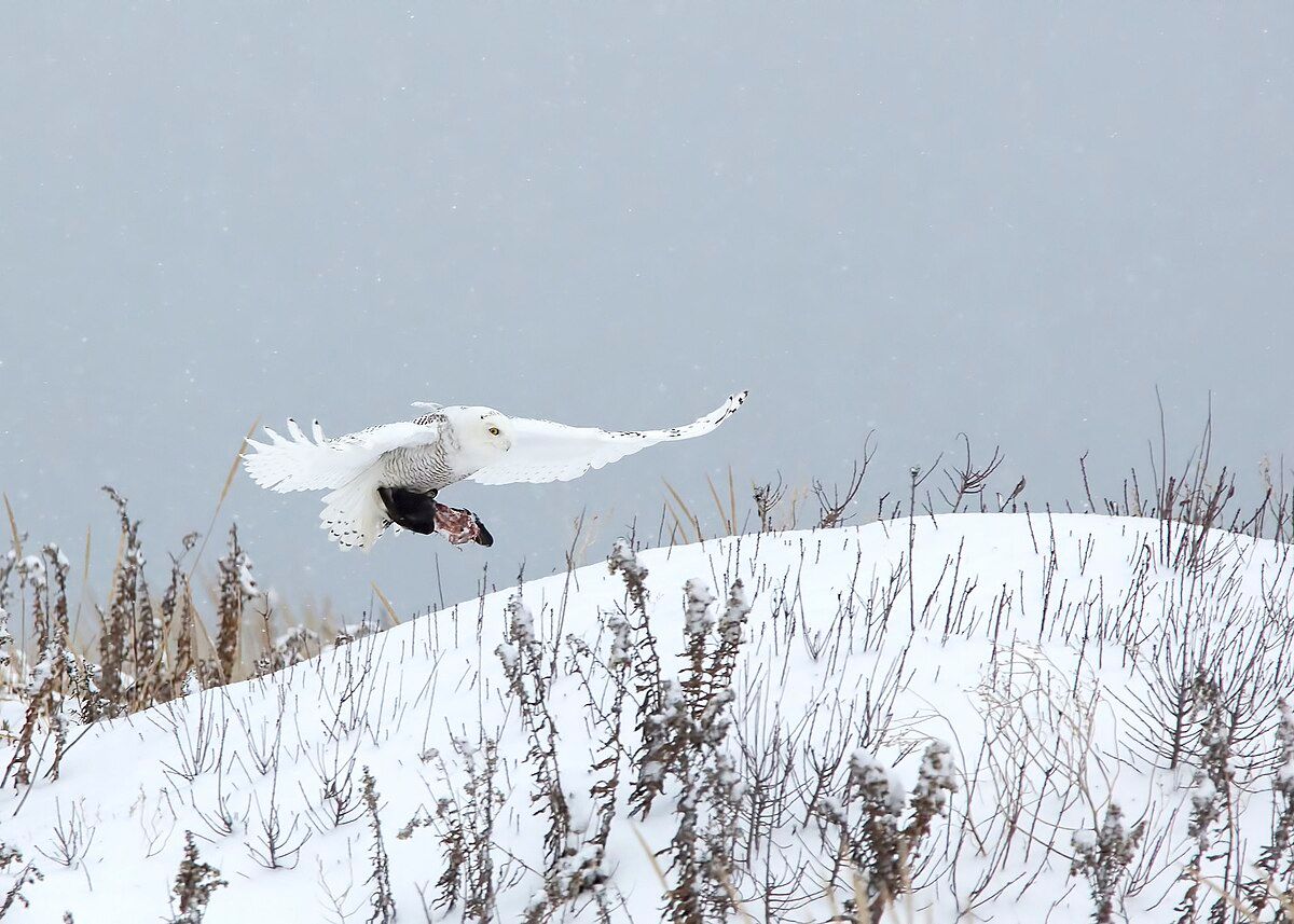 Species Spotlight: The Rusty Snowy Owl
