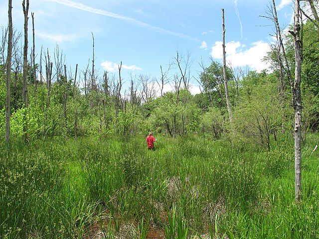 Wetland Community Types in Michigan