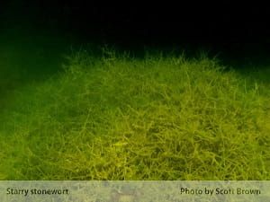 Starry Stonewort Cruising Through the Great Lakes