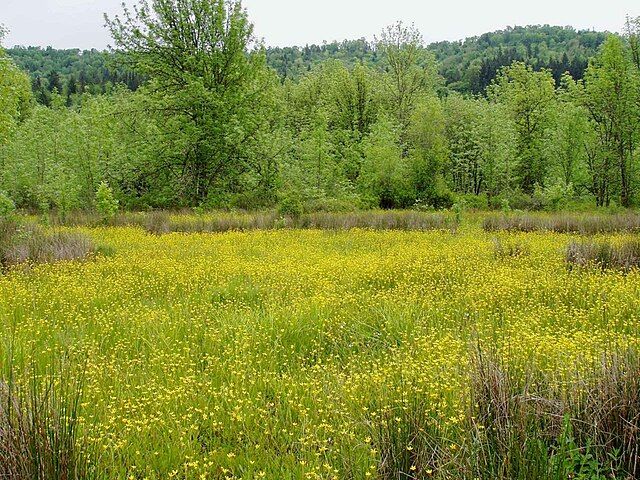Wetland Community Types in Michigan