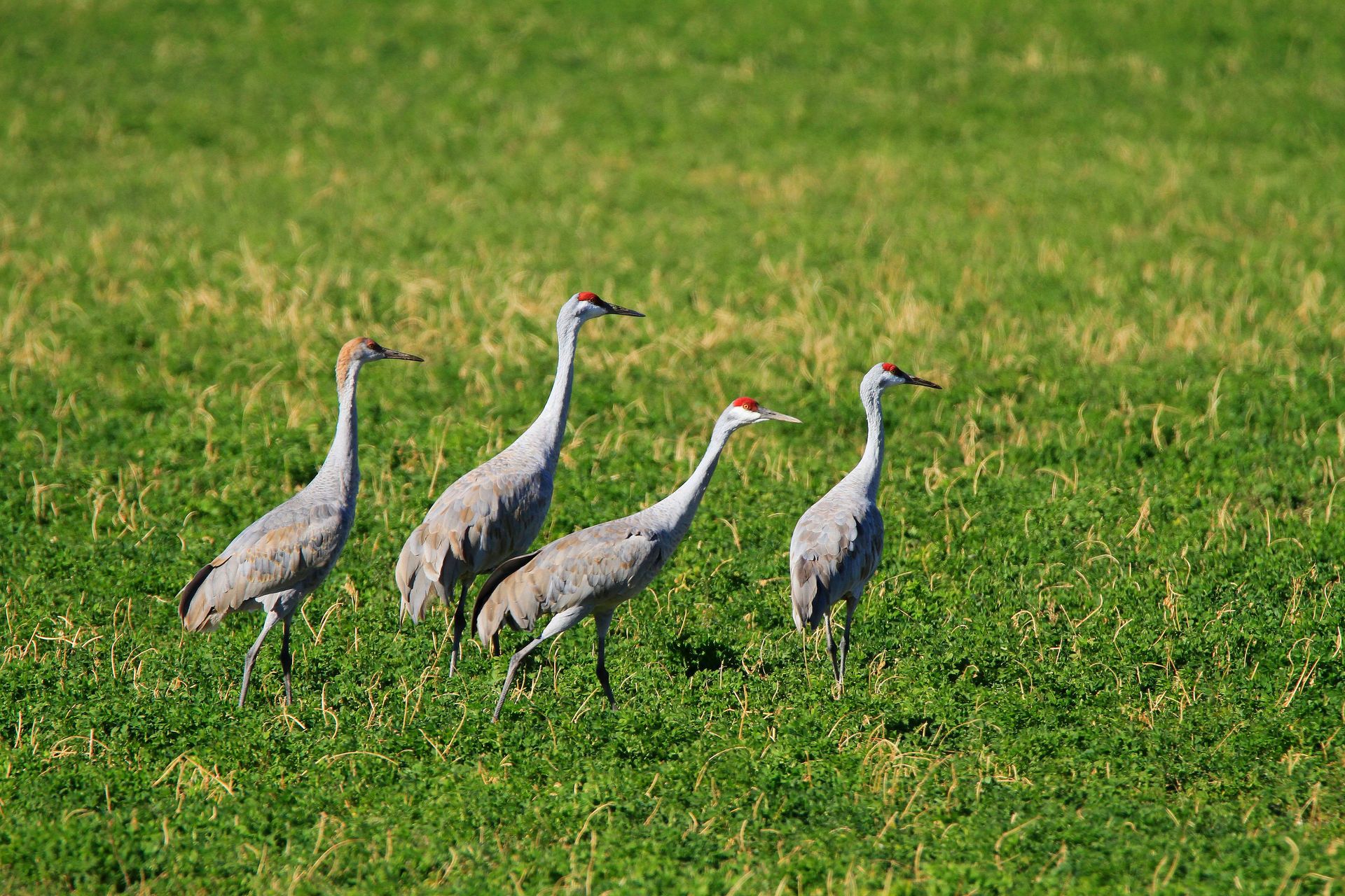 Protecting Property, Respecting Wildlife: Damage Control Permits