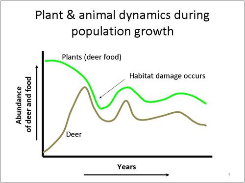 Hunter Management: White-tailed Deer