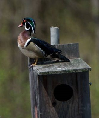 On the Ground: Wood Duck Boxes at Shiawassee River State Game Area