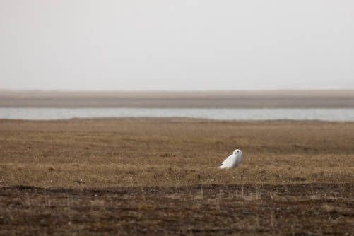 Species Spotlight: The Rusty Snowy Owl