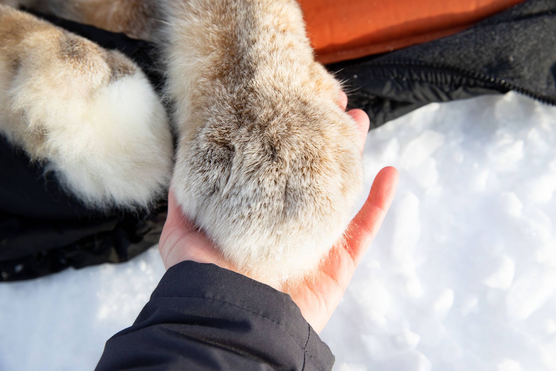 The Silent Paws of a Canada Lynx