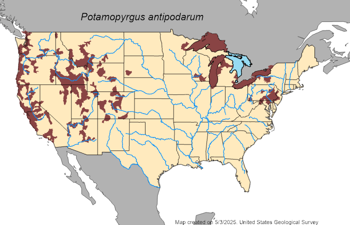 (Invasive) Species Spotlight: New Zealand Mud Snail