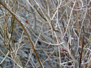 Don’t Make a Rash Decision, Watch out for Poisonous Plants in the Winter