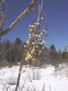 Don’t Make a Rash Decision, Watch out for Poisonous Plants in the Winter