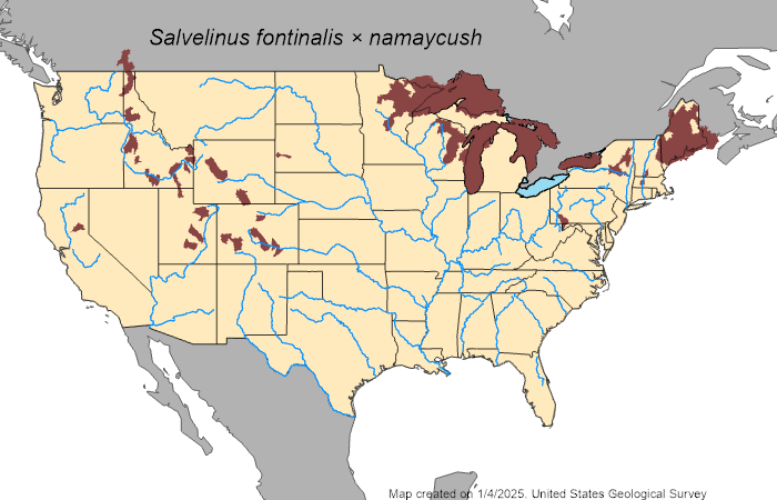 Making a Splash in Michigan Fisheries with Splake
