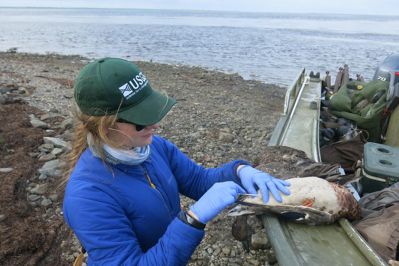Fowl Play: Highly Pathogenic Avian Influenza's Resurgence