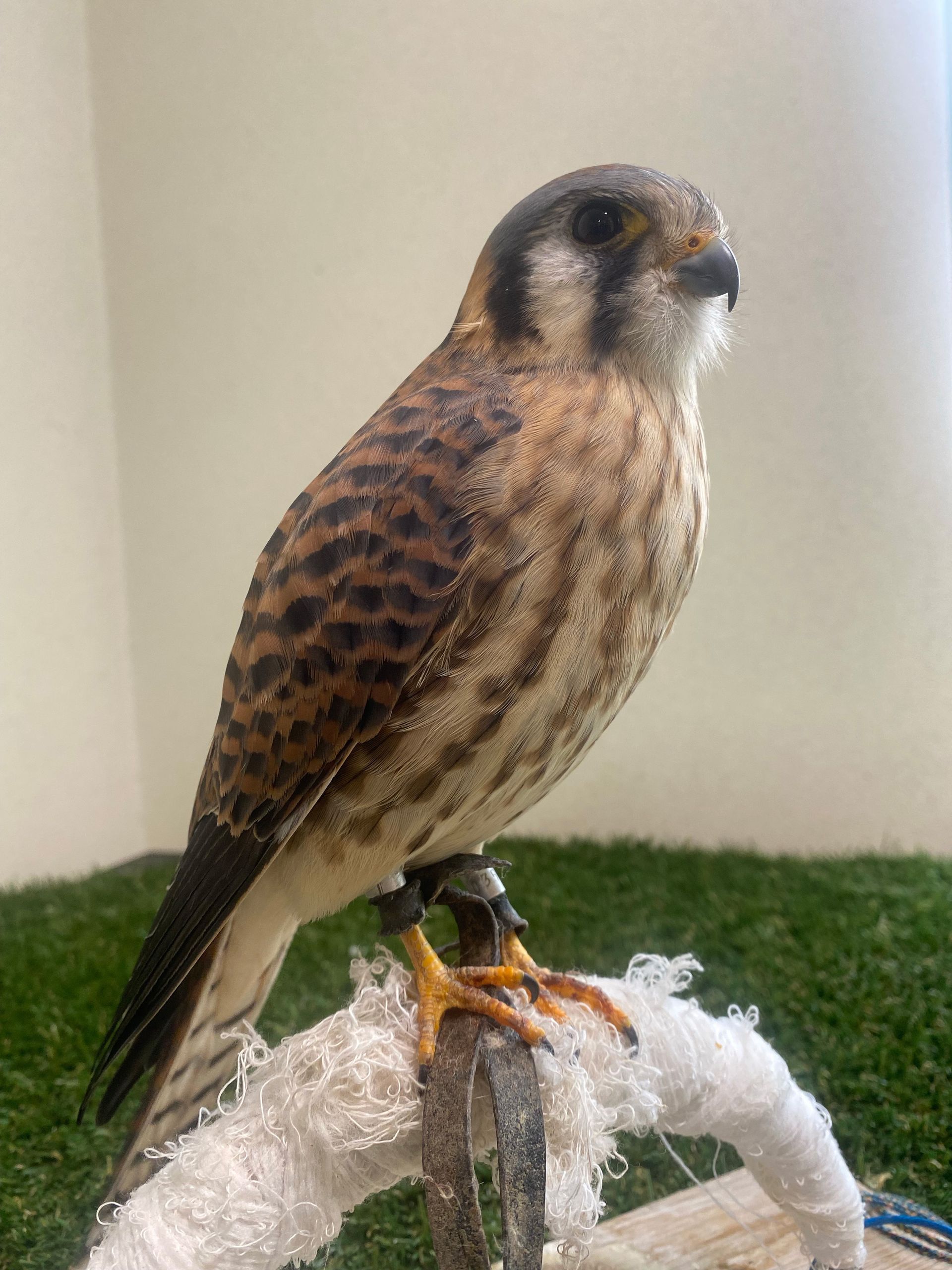 Tiny but Mighty: The American Kestrel