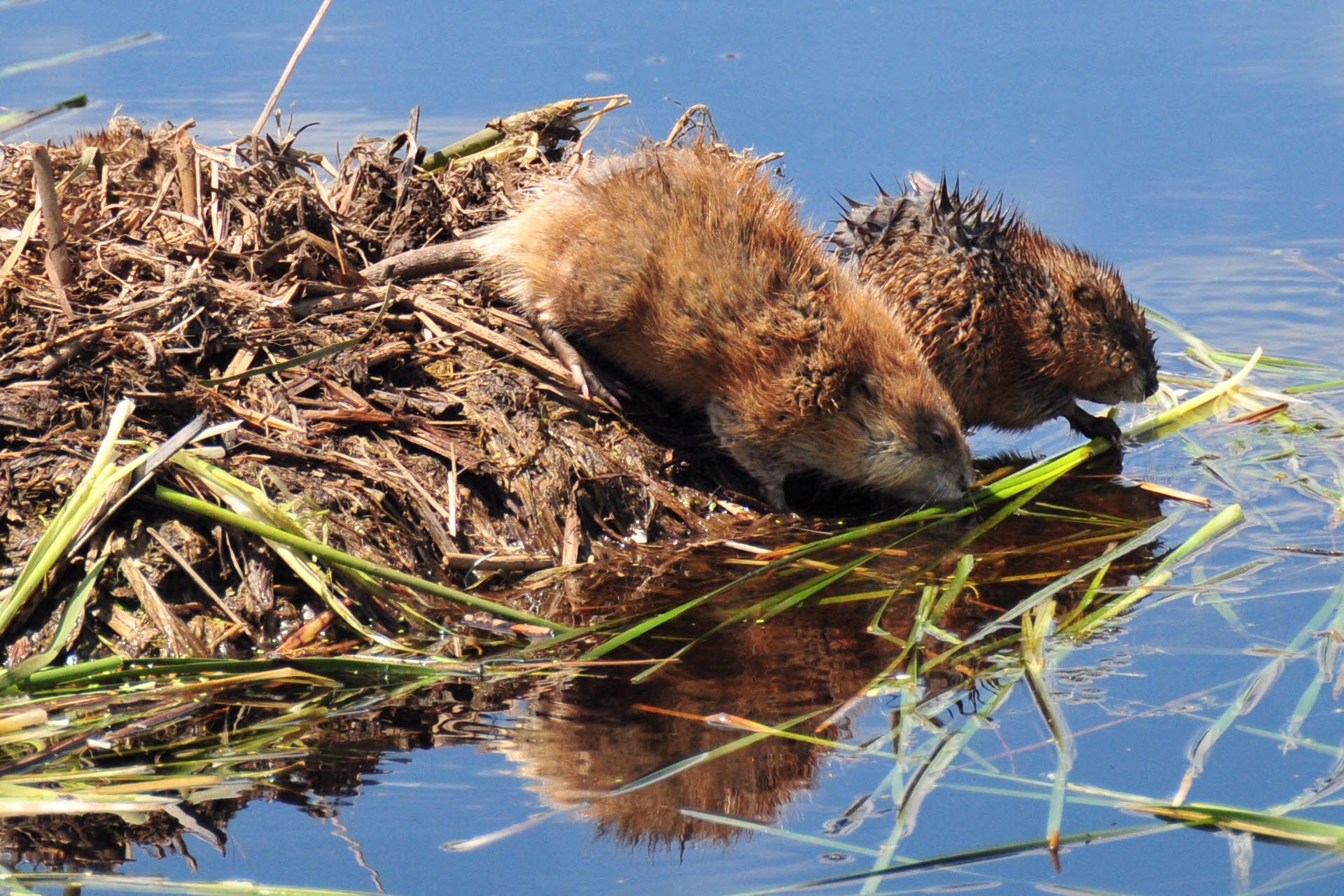 Fur, Marsh, and Management: The Common Muskrat
