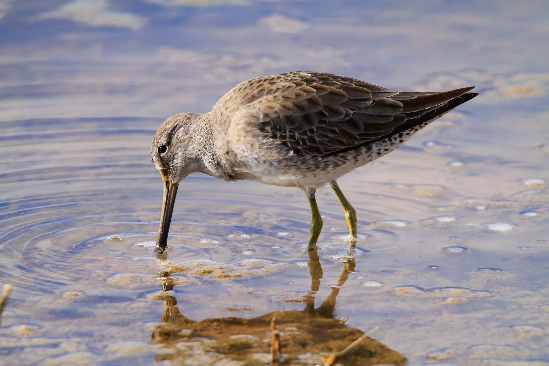 Fast, Feathery, and Fascinating: The Wilson’s Snipe