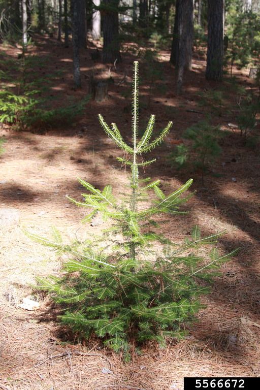 Seasonal Star: Balsam Fir