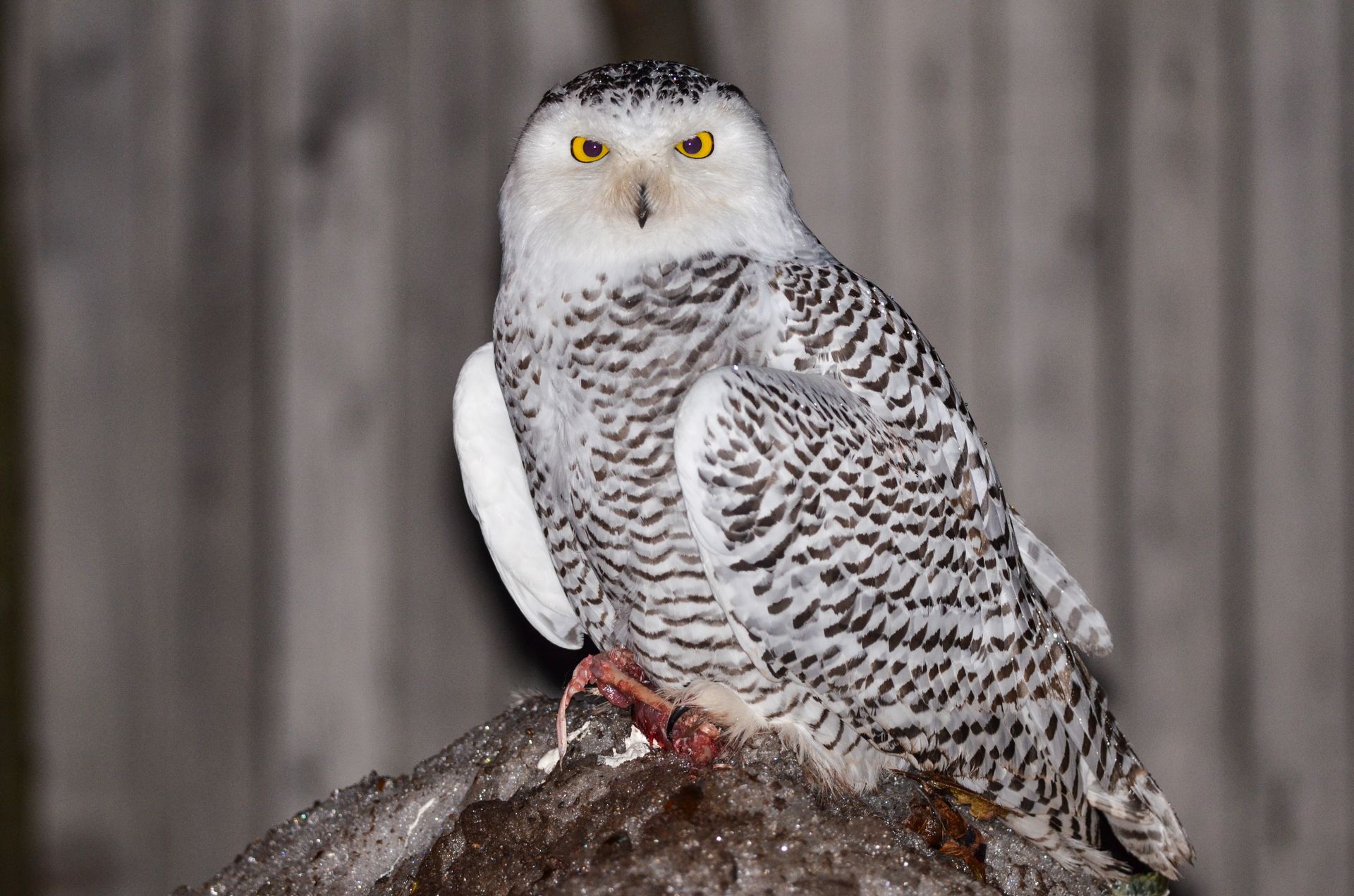Species Spotlight: The Rusty Snowy Owl