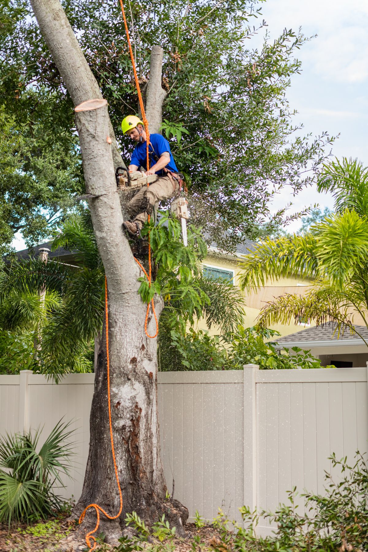 Tampa Bay Tree Service - Gulf Coast Trees Inc