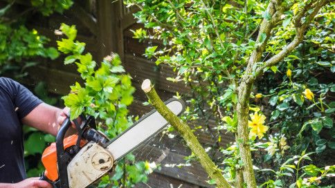 Precision Tree and Land Services - Top Rated Tree Service - Abbeville, LA