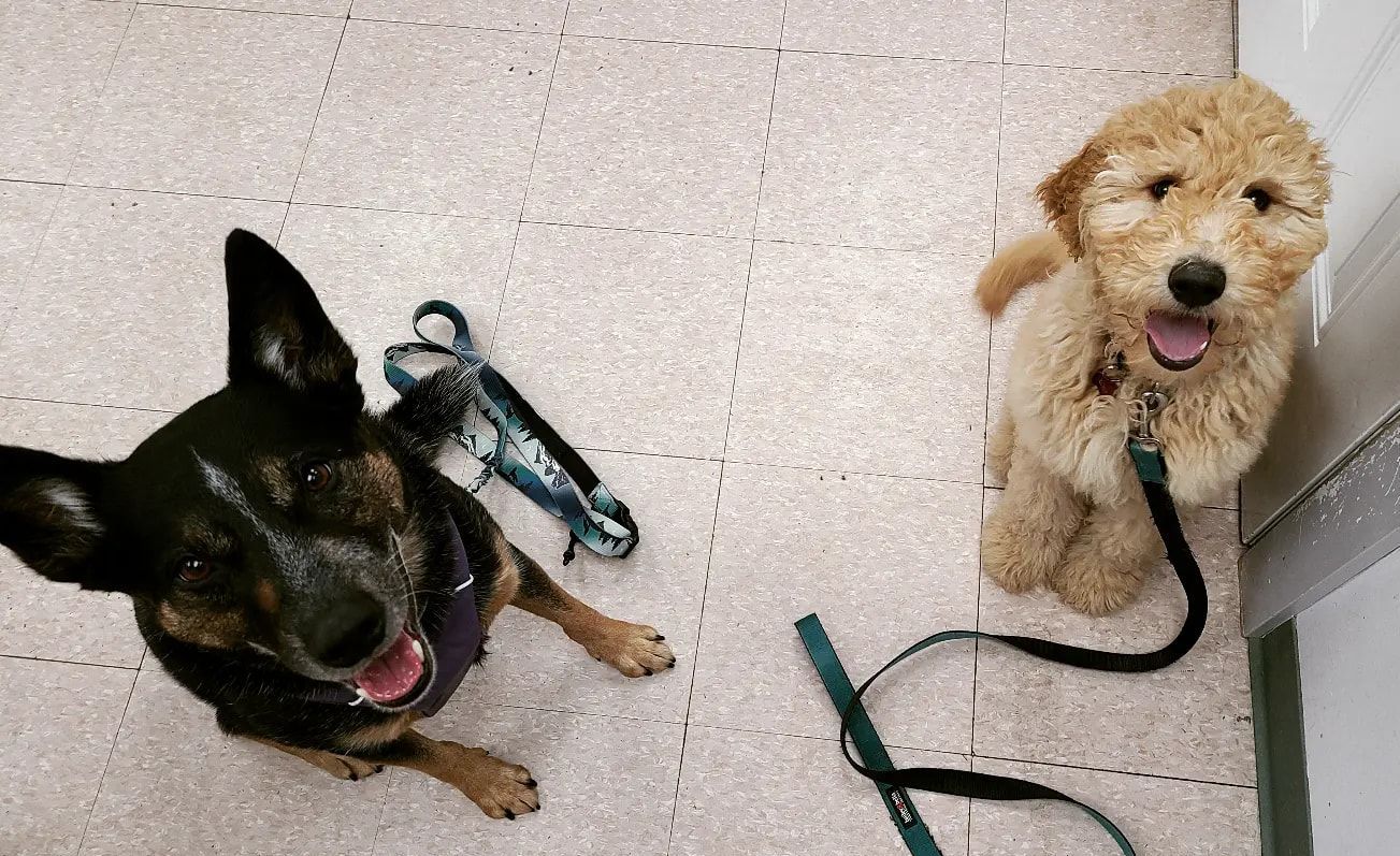 Home | 4 Paws Grooming