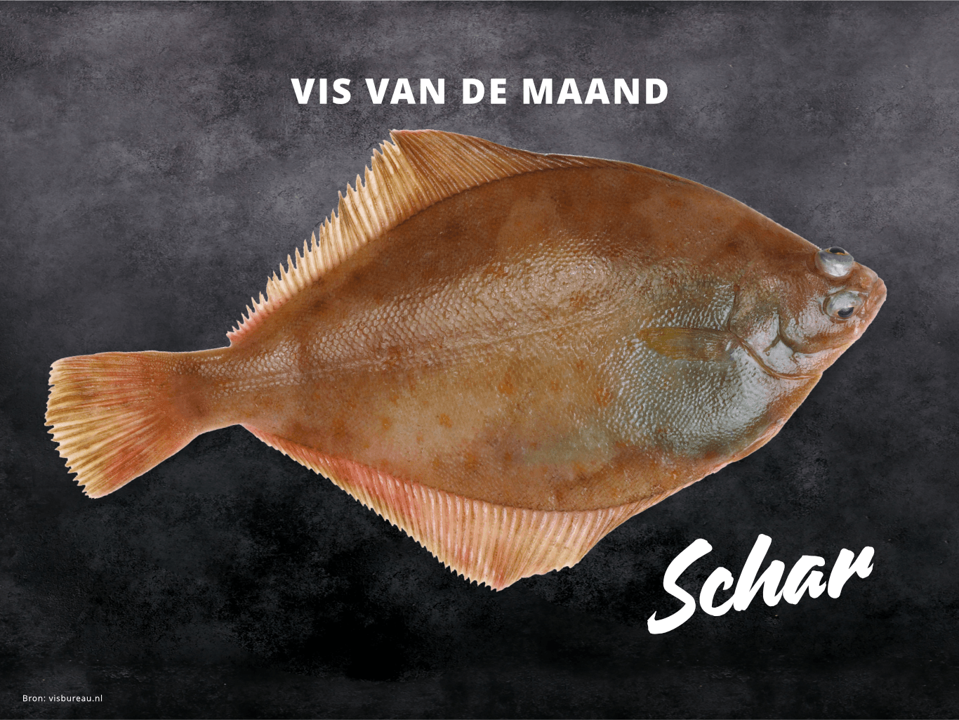 Vis van de maand