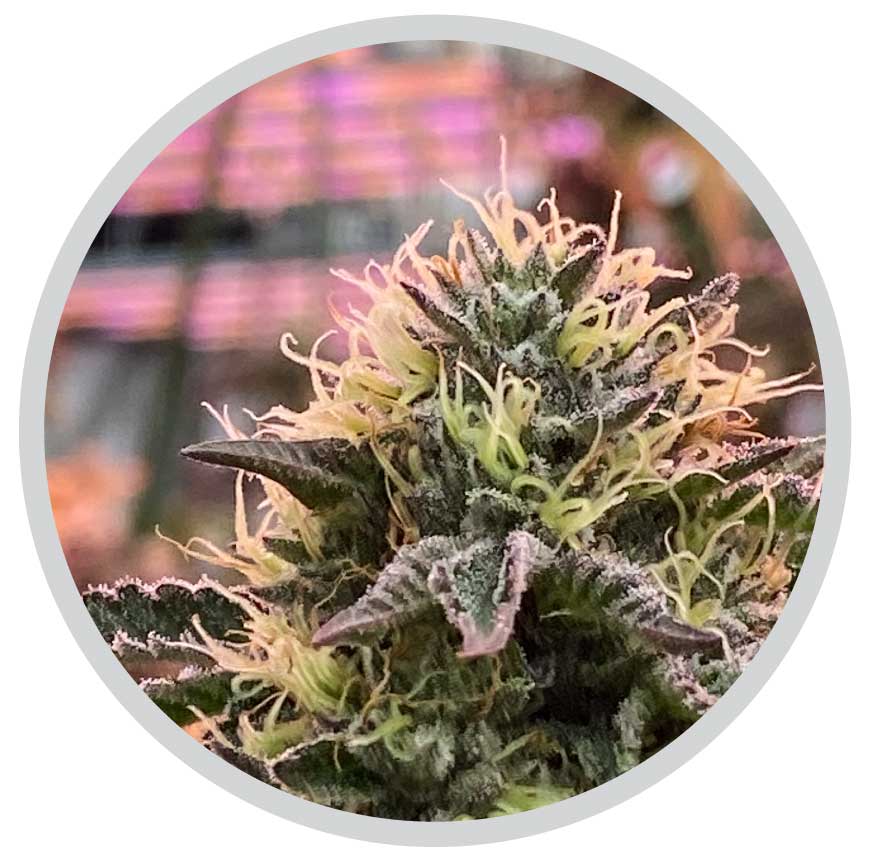 Cannabis LED Grow Light Systems - Commercial LED Grow Lights